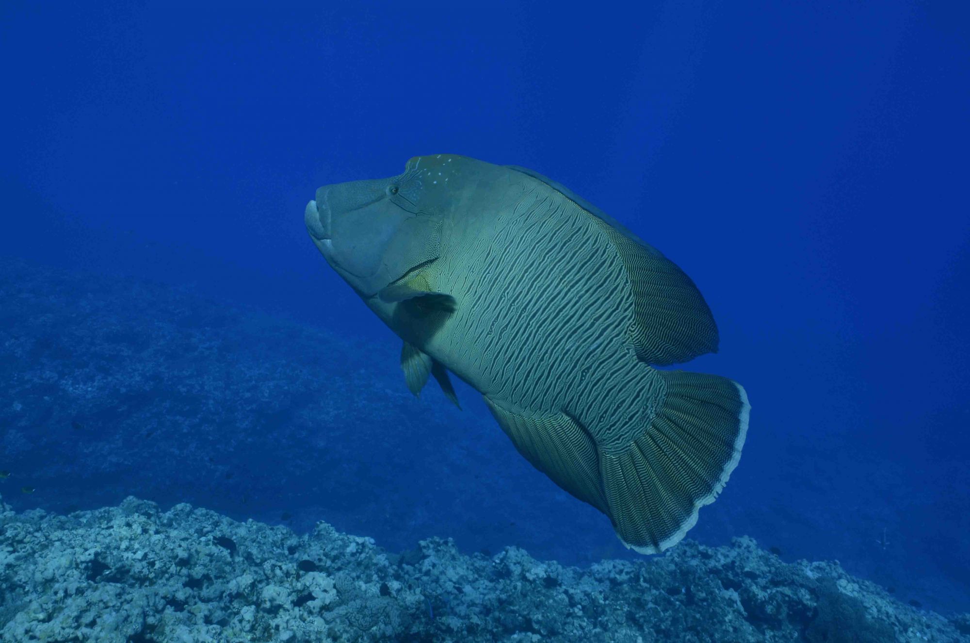 Wildlife Warrior: Yvonne Sadovy, Professor And Reef Fish Specialist ...