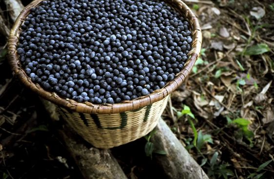The Magical Acai BerryBerry | Tatler Asia