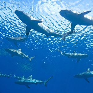 Sharks and Our Ocean | Tatler Asia