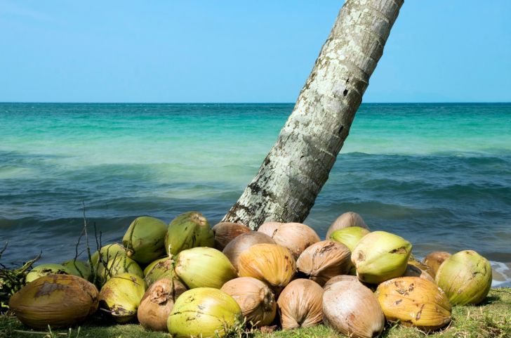 The Benefits of Coconut: Coconut Meat | Tatler Asia