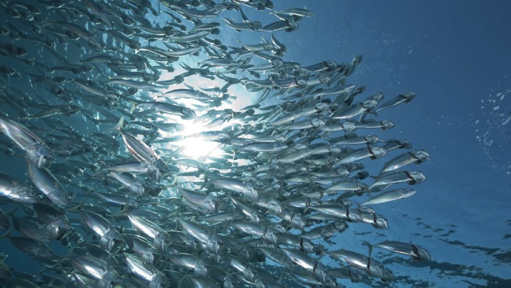 The Responsible Seafood Guide | Tatler Asia