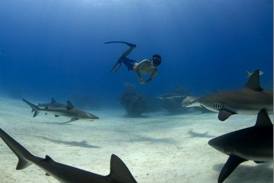 Sharkwater premieres in Hong Kong | Tatler Asia