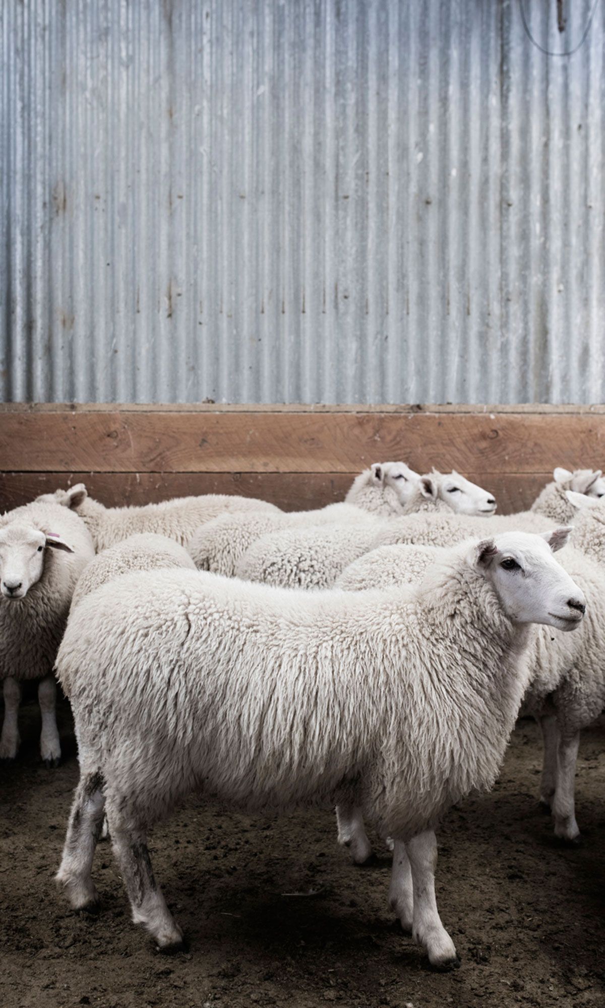 The New Zealand Farm Championing New Lamb Breeds | Tatler Asia