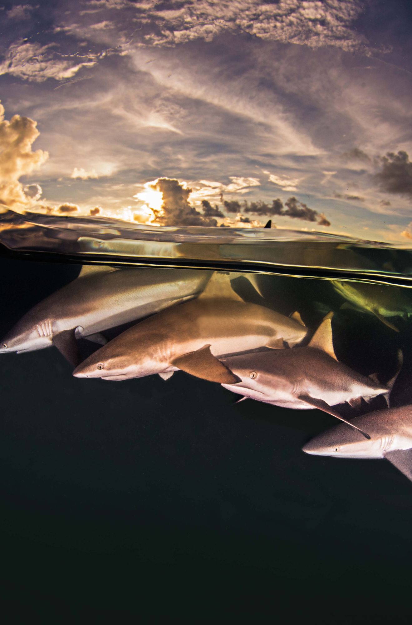 Force of Nature: Moses Tsang And The Nature Conservancy Go Global ...