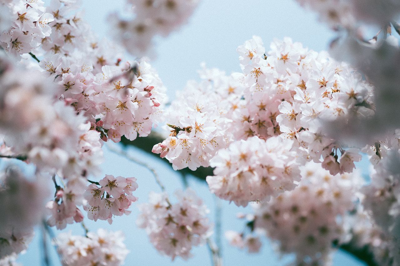 7 Places In Japan to See The Cherry Blossoms In Late Spring | Tatler Asia