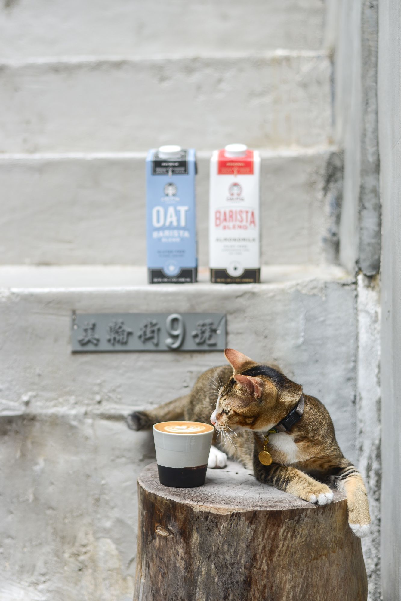 Green Monday Partners With Peta To Bring Back The "Coffee For Cats ...