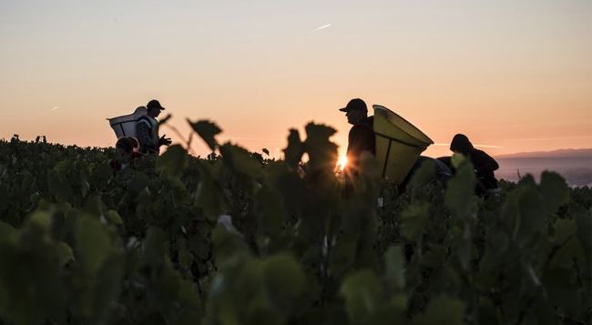 French winemakers hunt for climate change-resistant grape | Tatler Asia