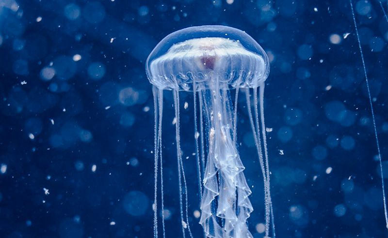 Watch The Secrets Of The Deep Sea Unfold Through A Blue Eye | Tatler Asia