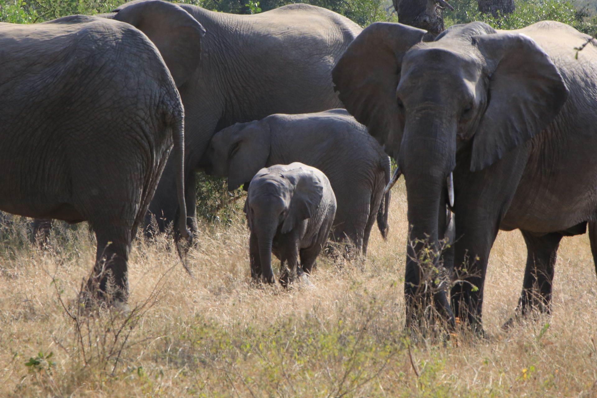 Safari Tales: This Trip Needs To Be On Your Bucket List | Tatler Asia