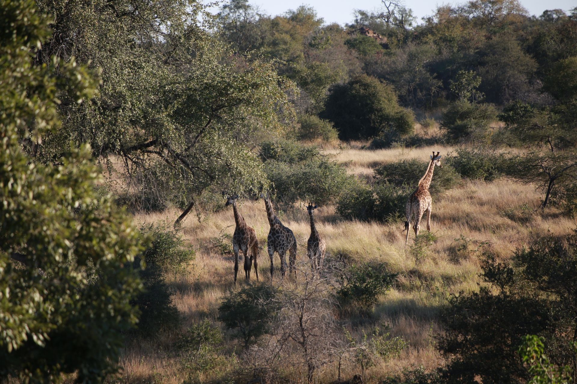 Safari Tales: This Trip Needs To Be On Your Bucket List | Tatler Asia