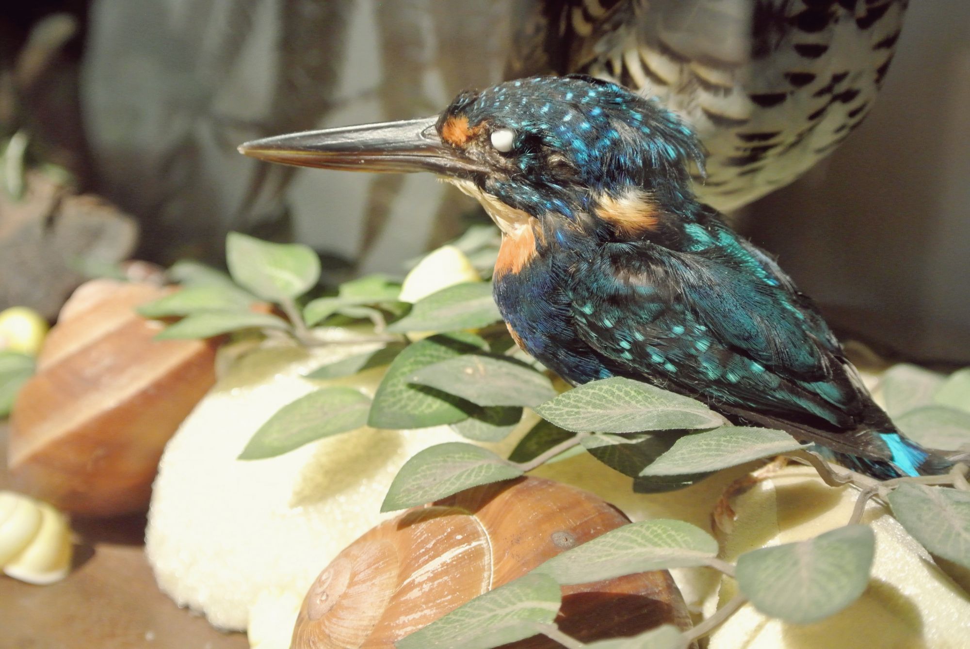 Your First Look Inside The National Museum of Natural History | Tatler Asia