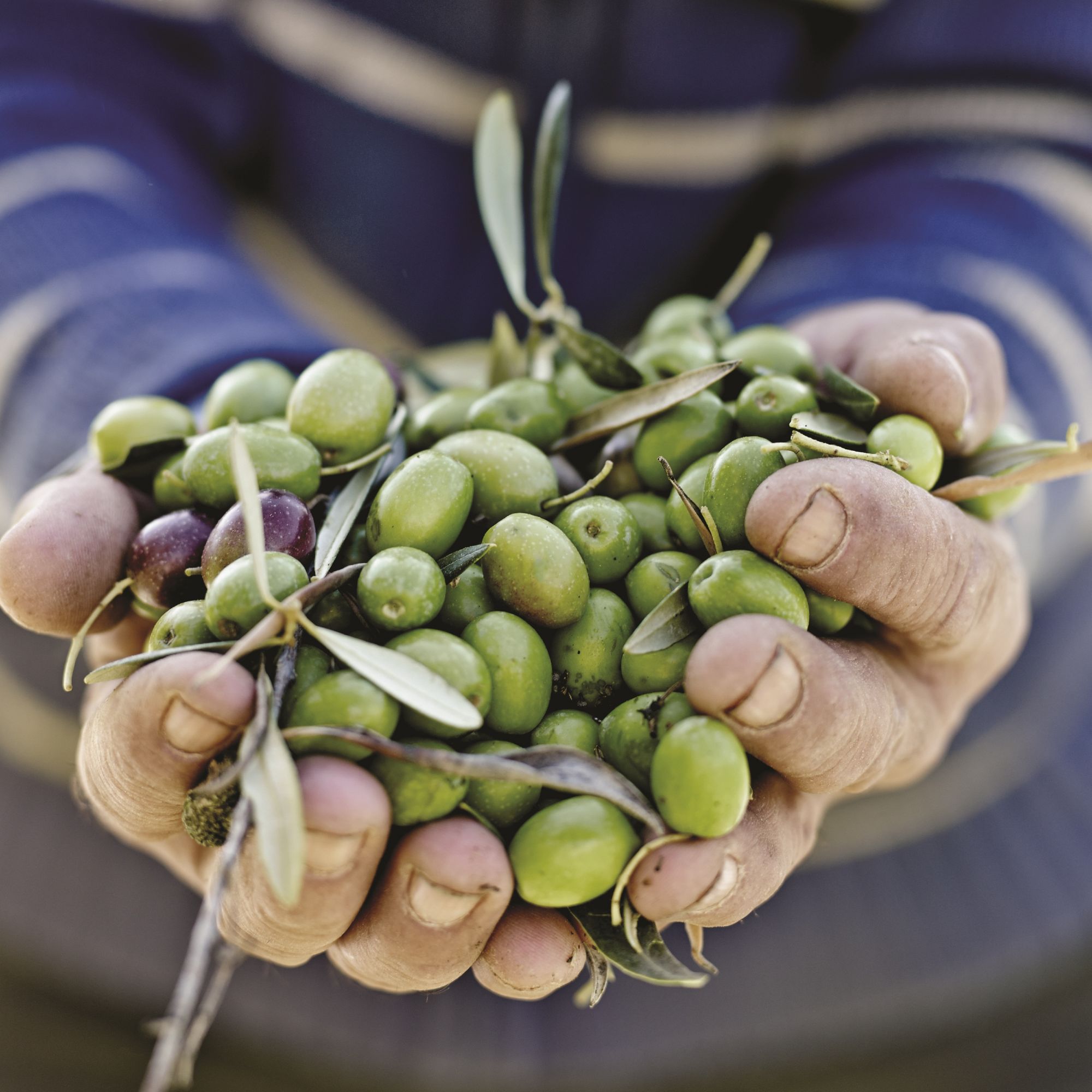 The Gold Harvest | Tatler Asia