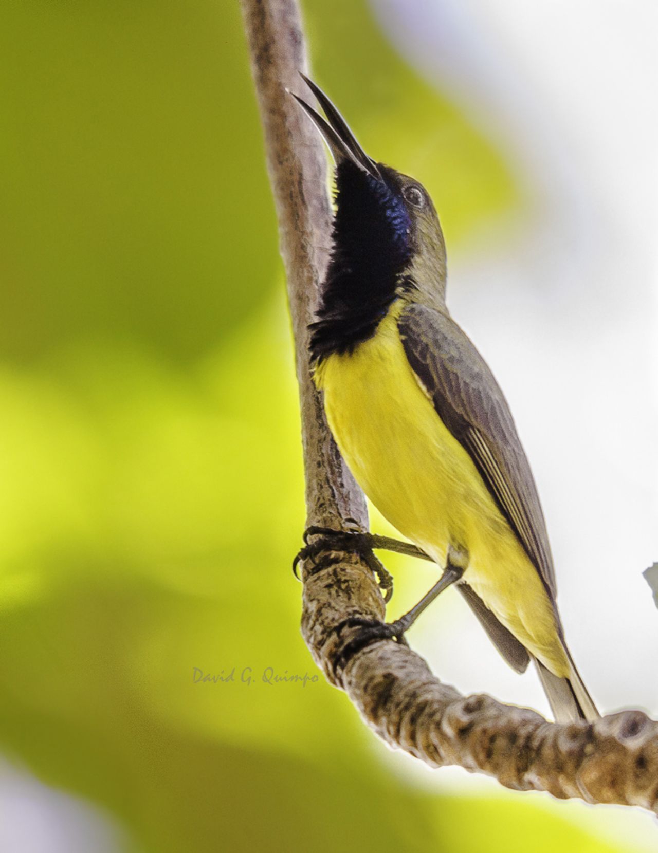 What Is The Most Common Bird In The Philippines - Infoupdate.org