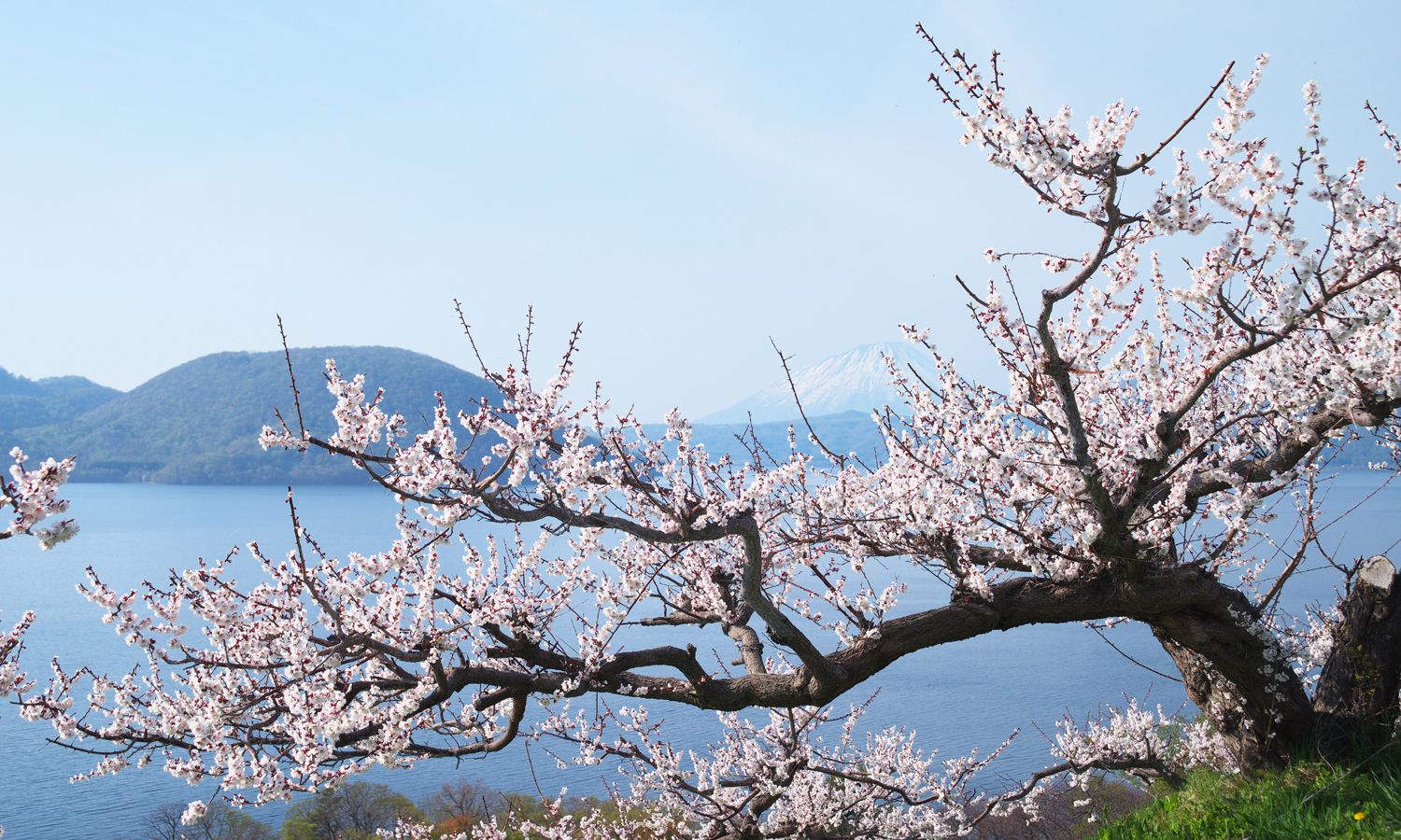 7 Places In Japan to See The Cherry Blossoms In Late Spring | Tatler Asia