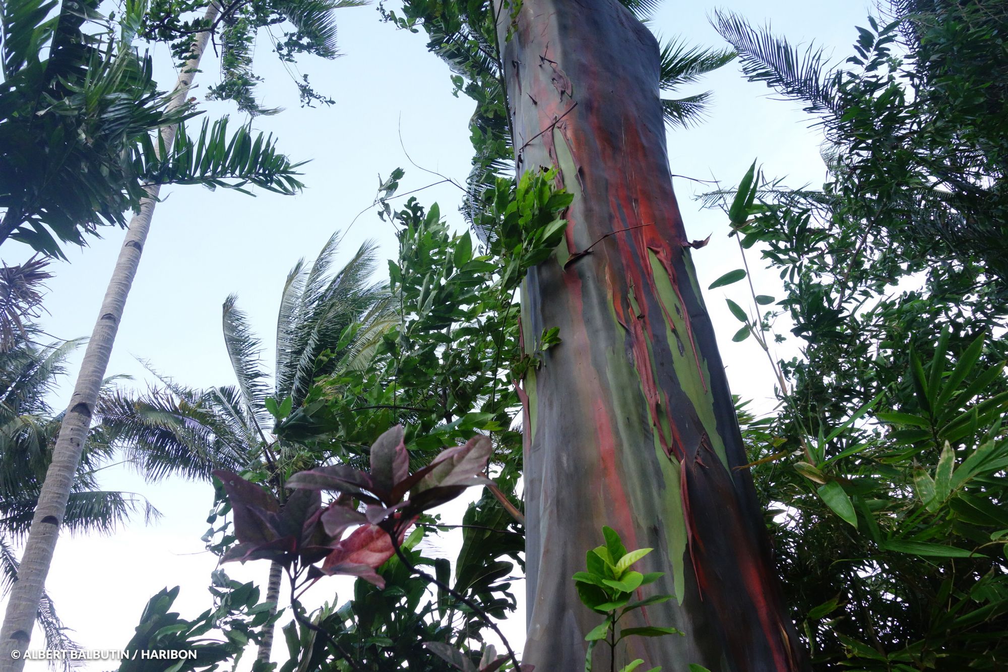 Looking For A Summer Adventure? Join A Native Tree Trek | Tatler Asia