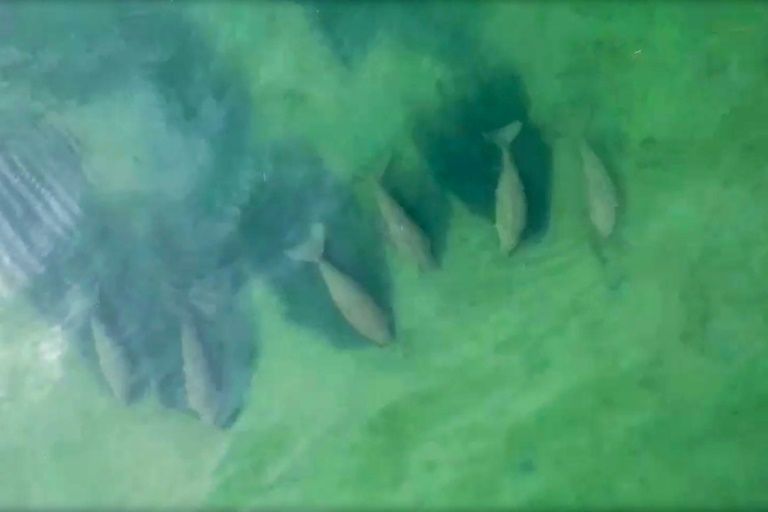 Herd of Dugong Spotted Off the Coast of Thailand's Ko Libong | Tatler Asia