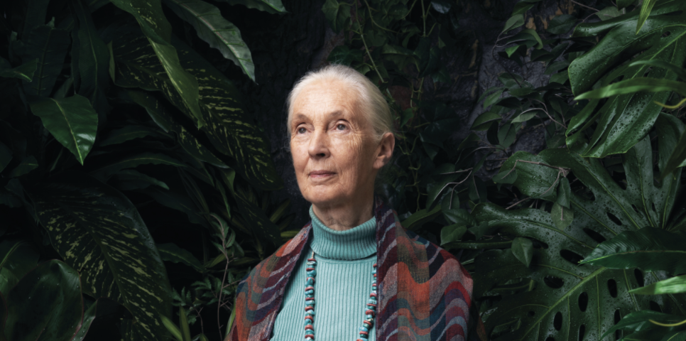 Jane Goodall Talks Hope, Her New Book And Why The Kids Are Alright ...