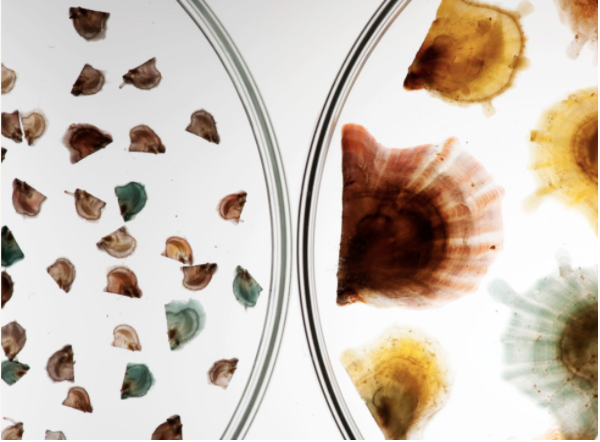 How Jewelmer Transforms Philippine Golden South Sea Pearls Into ...
