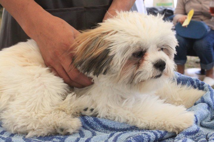 Pet-Friendly Destination: Ayala Malls Wins Award on World Animal Day ...