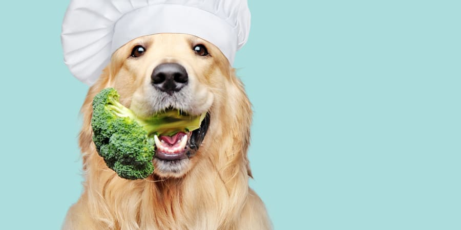 Vegetarian Dog Food: 3 Must-Try Meat Alternatives For Your Furry ...