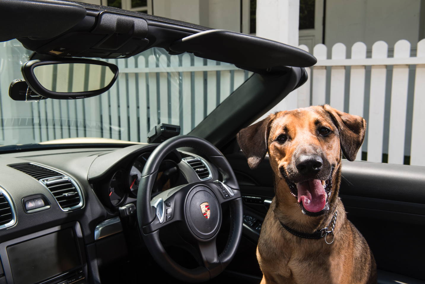Porsche Celebrates The Year Of The Dog In The Cutest Manner | Tatler Asia