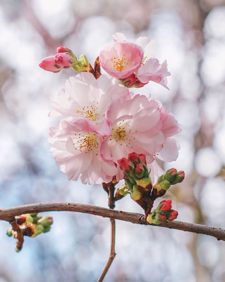 Attend the Sakura Festival at Gardens by the Bay or Visit an Exclusive ...
