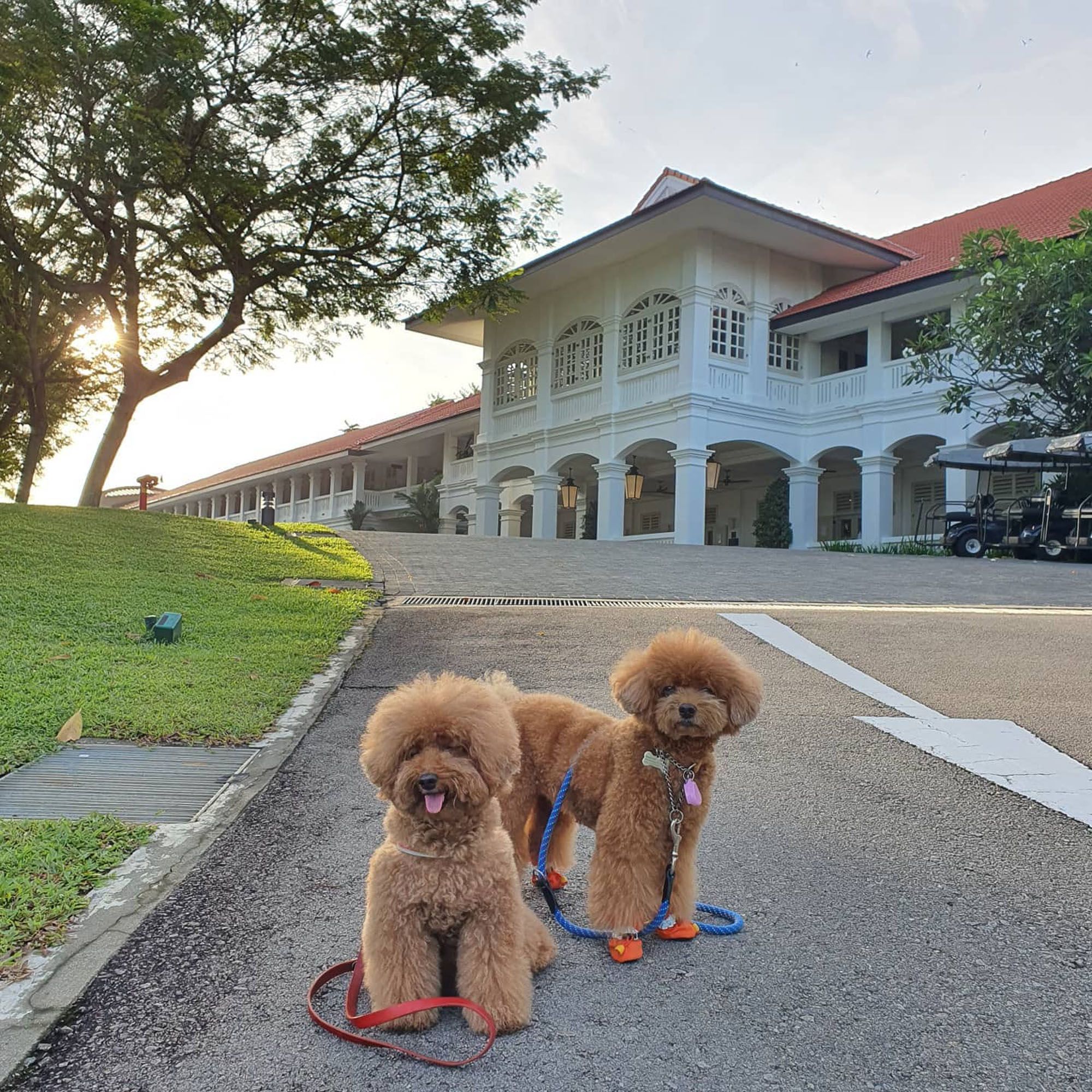 Capella Singapore Sentosa: Hotel Staycation Review With Pets | Tatler Asia