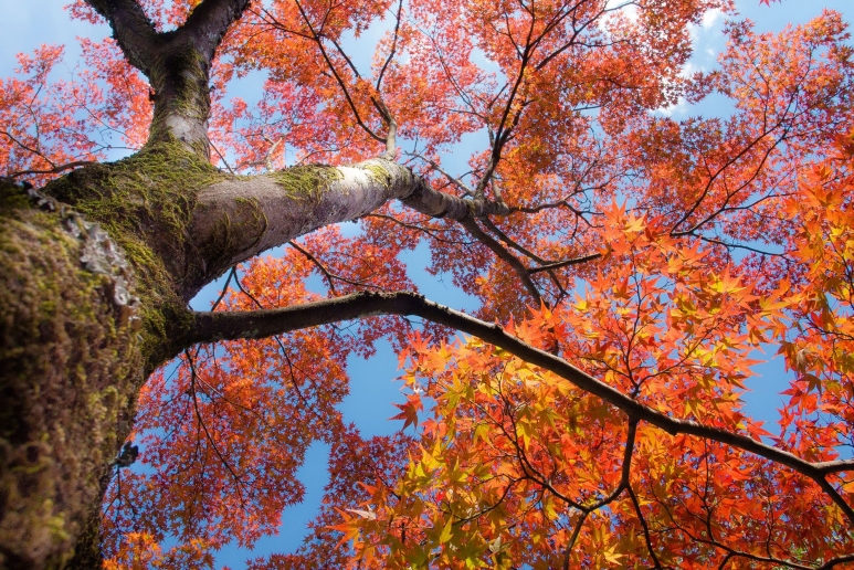 The 5 Best Places To See Autumn Leaves In Tokyo And Karuizawa, Japan ...