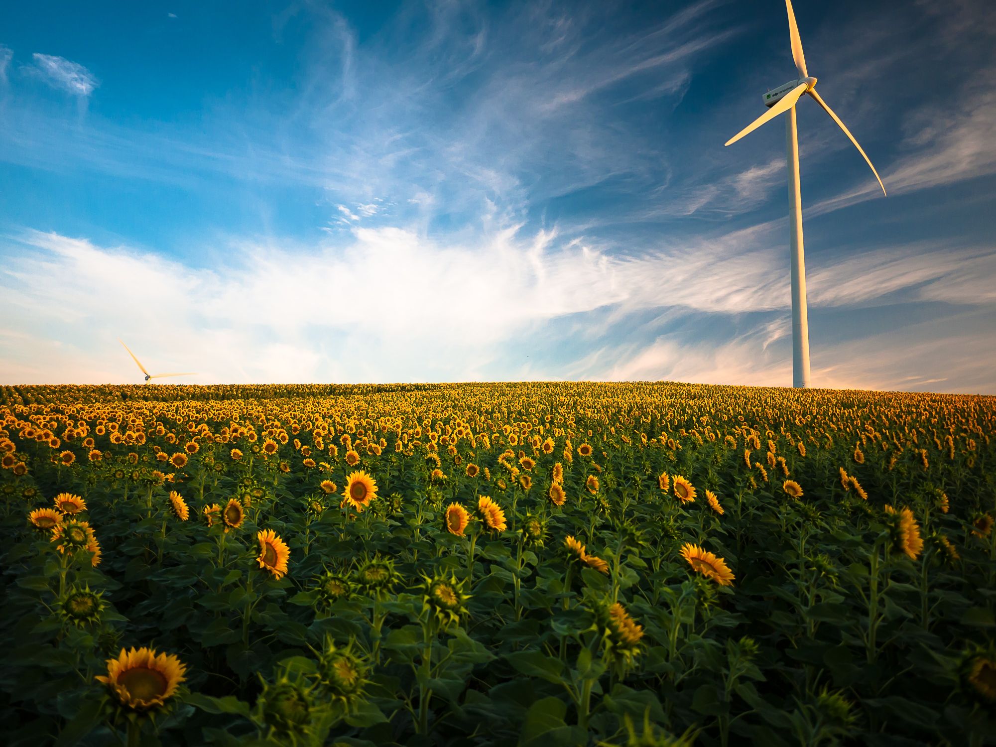 5 Foundations In The Philippines That Prioritise Nature And ...