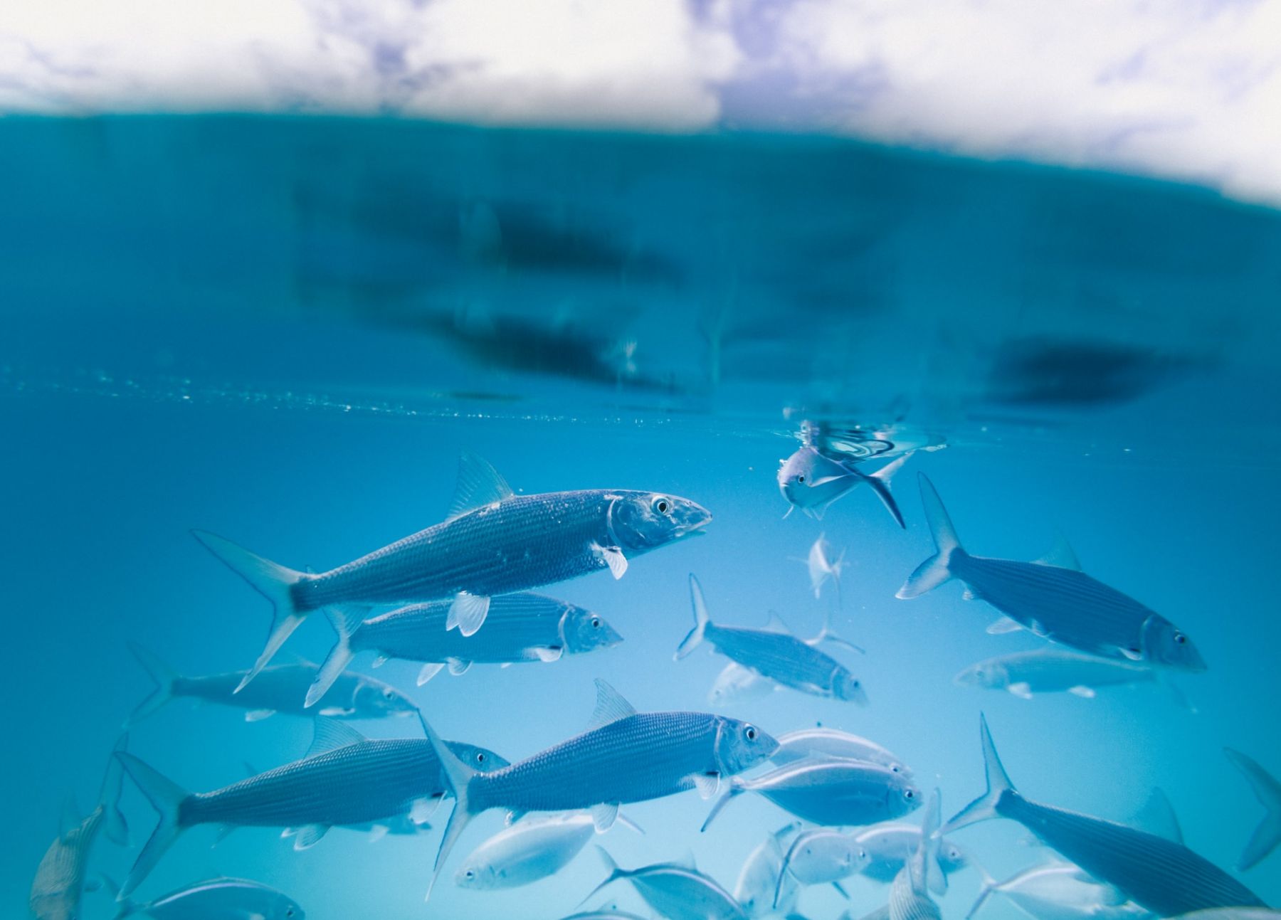 Tales of a Fisherman: The Untold Story of Ramon Magsaysay Awardee 'Ka ...