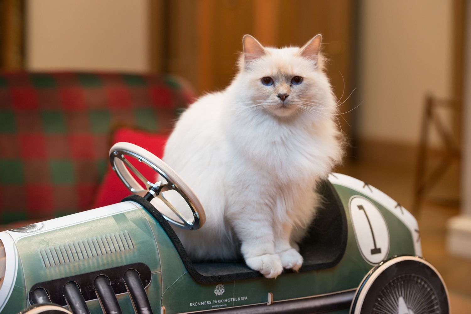 Meet The Hotel Cat Ambassadors Of Oetker Collection | Tatler Asia