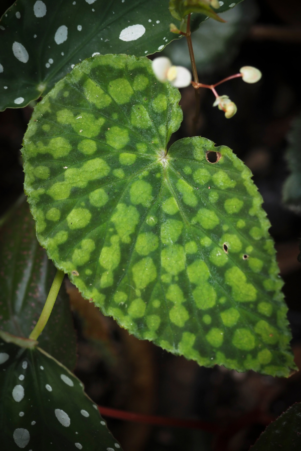 Green Revolution: Malaysian Top Rare Plant Collectors | Tatler Asia