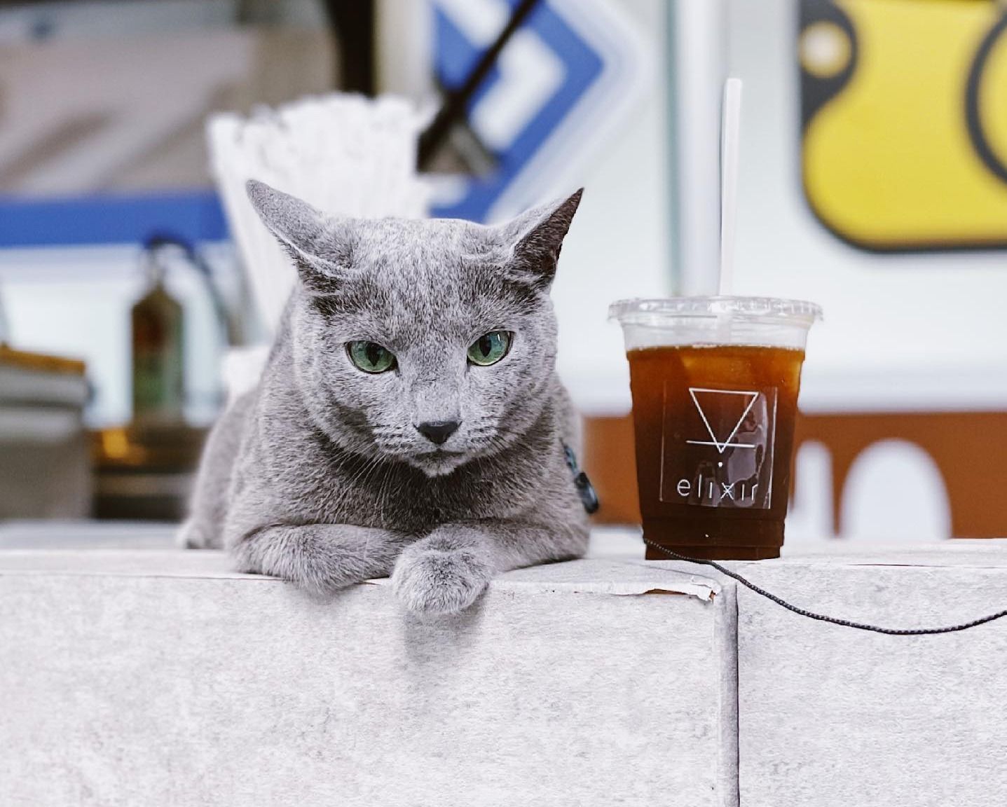 Green Monday and Peta Team Up For Another ‘Coffee for Cats’ Campaign ...