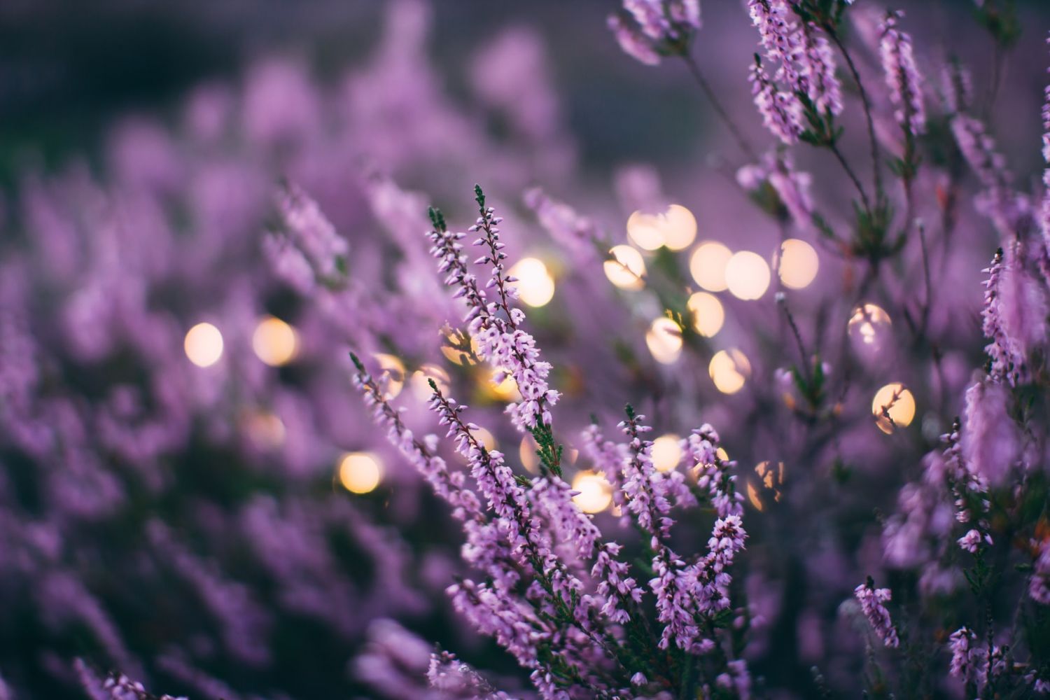 What Smells Can Get You in the Mood for Love: Benefits of Sensual ...