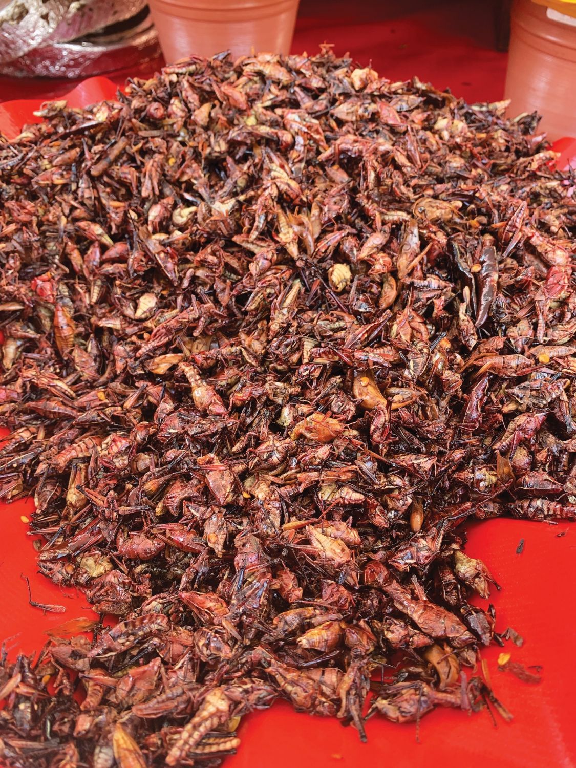 What to Eat in Oaxaca, Mexico: Angelo Comsti’s Travelogue | Tatler Asia