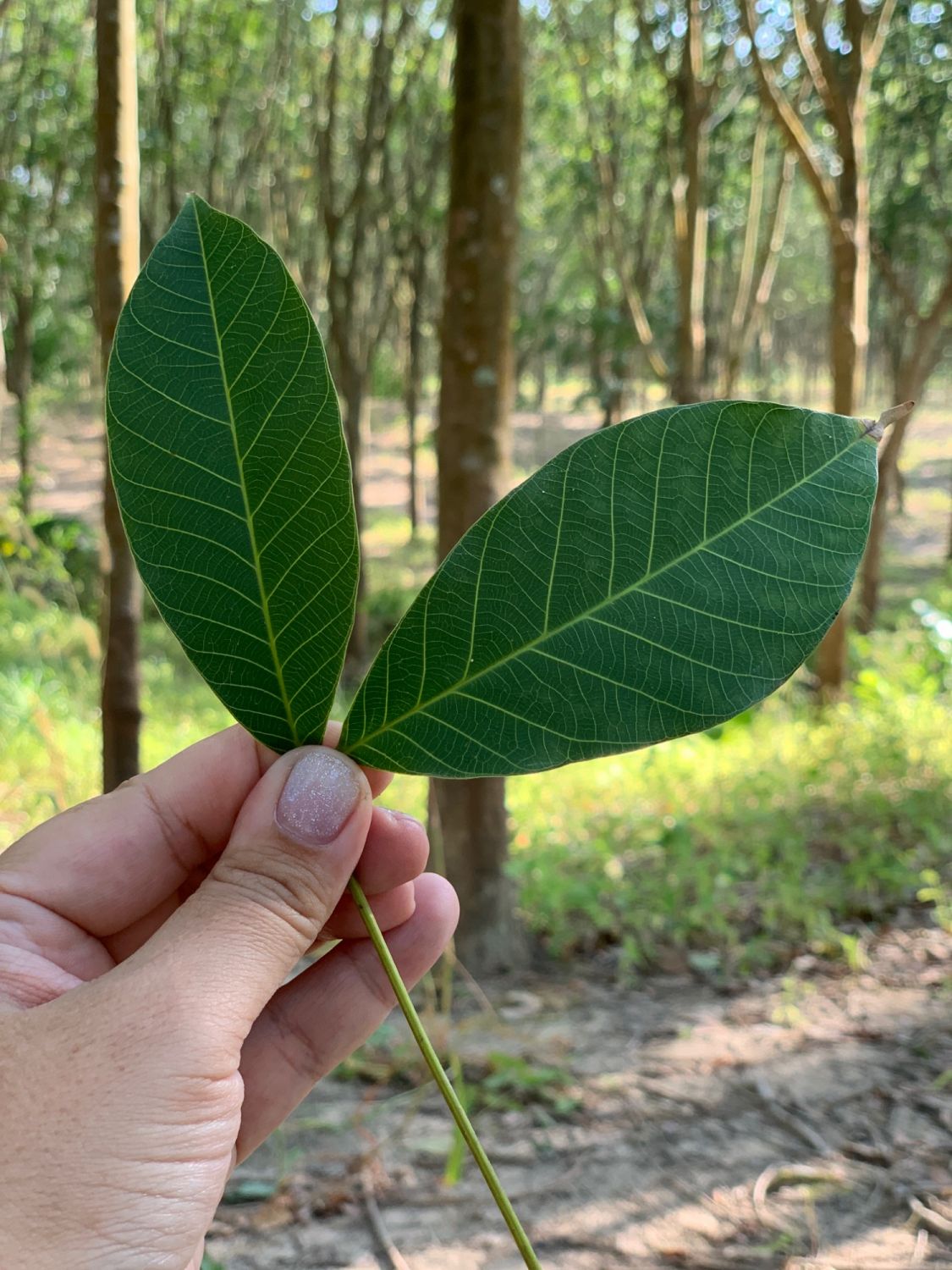 100 Per Cent Natural Latex is the Best Thing You Can Sleep on, and ...