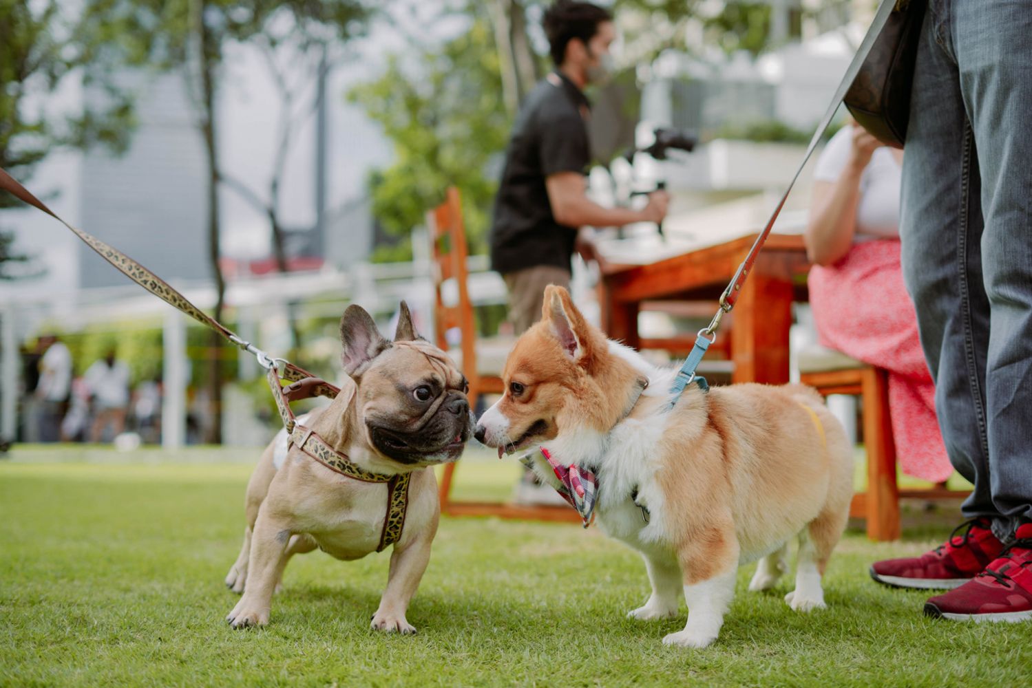 Pet Huddle: What to Do at BGC's Biggest Pet Fair this May 2022 | Tatler ...
