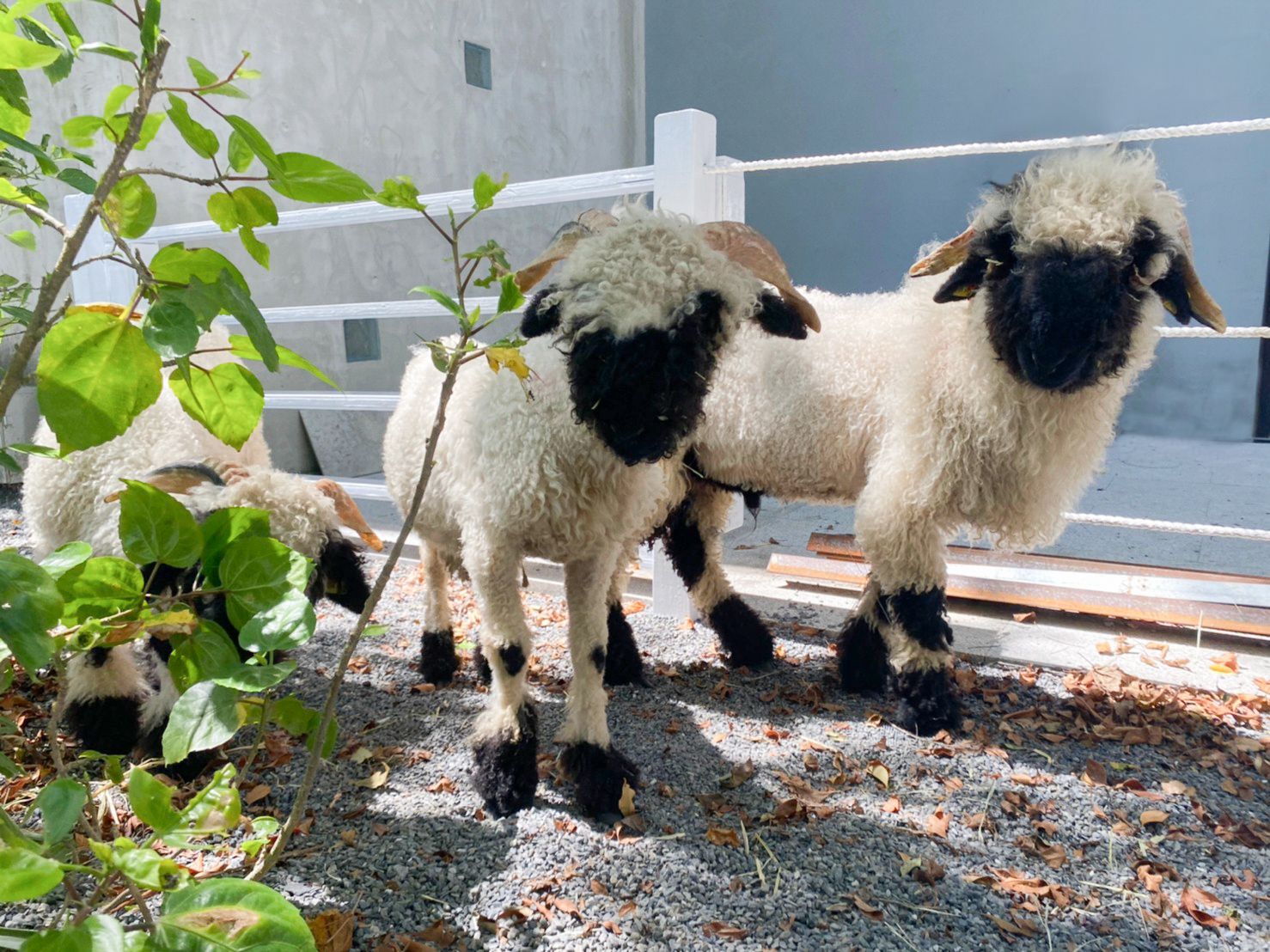 【宜蘭景點推薦】黑RURU CAFE：真實版「笑笑羊」就在你身邊圍繞！地點、開幕日一次公開 | Tatler Asia