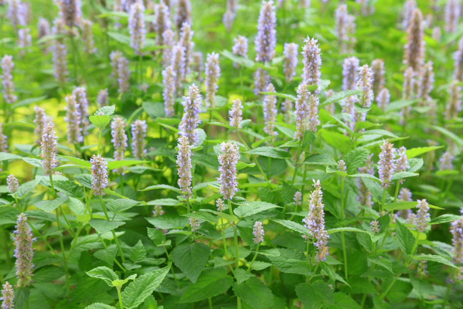 5 Filipino Plant Species Essential for Perfume-Making: Ylang-Ylang ...