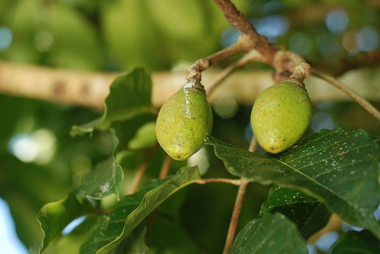 5 Filipino Plant Species Essential for Perfume-Making: Ylang-Ylang ...