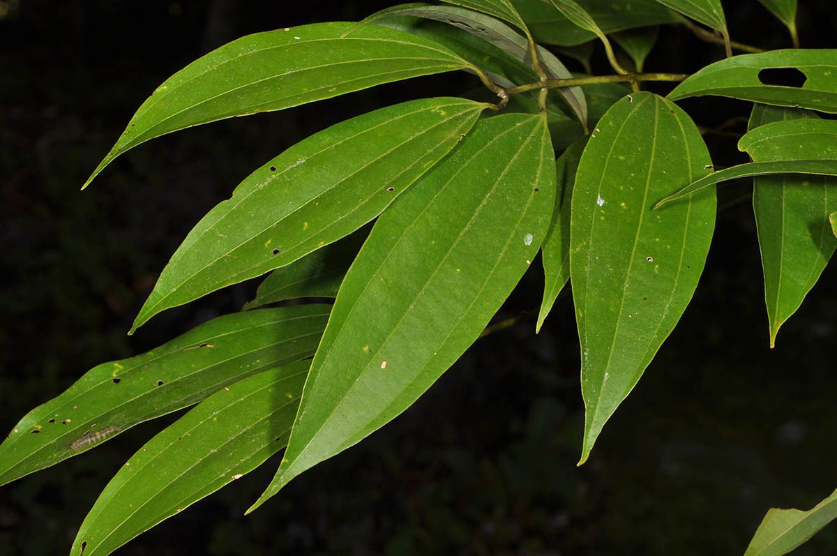 5 Filipino Plant Species Essential for Perfume-Making: Ylang-Ylang ...