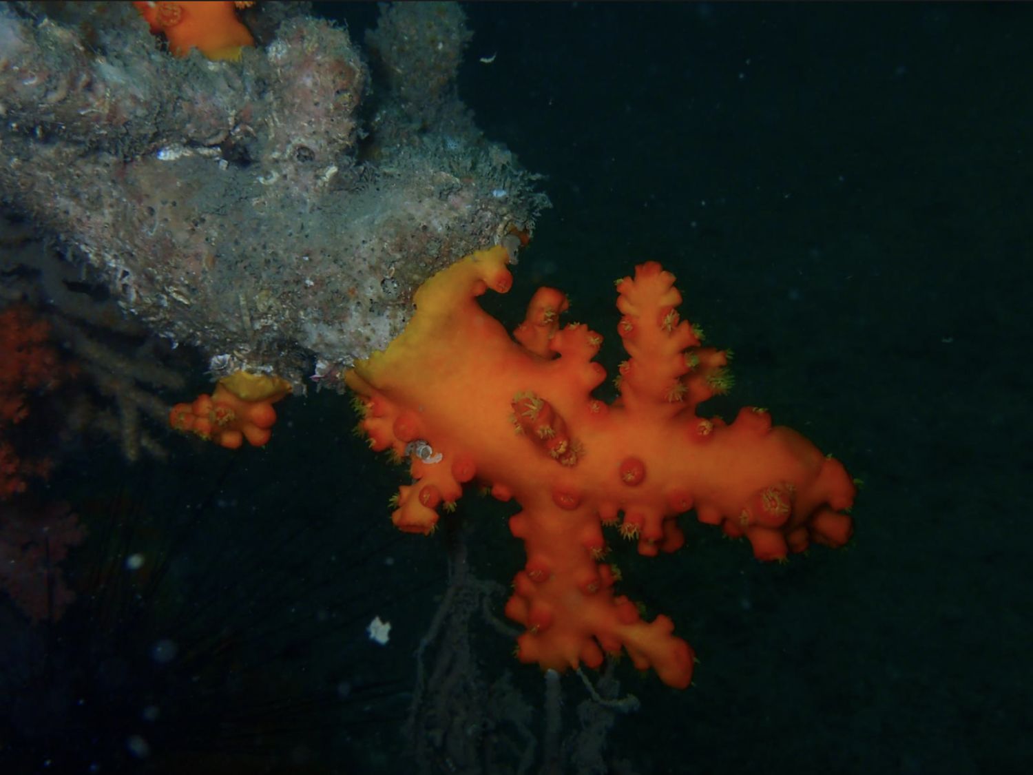 Meet the Hong Kong Biologists Who Discovered New Coral Species | Tatler ...