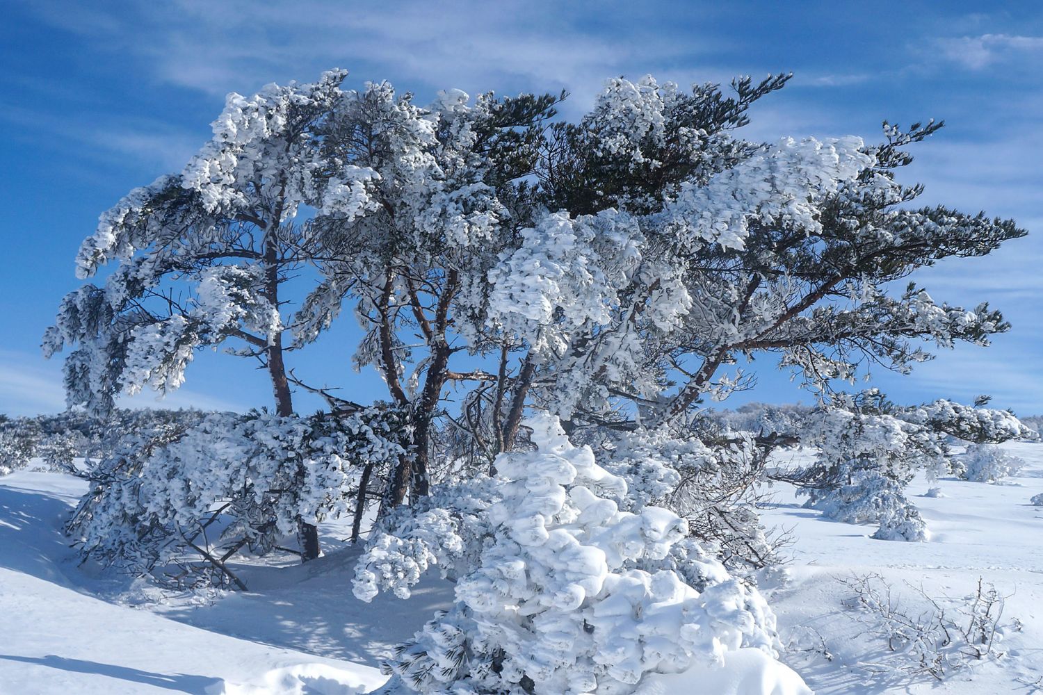 The best places in Asia for a white Christmas | Tatler Asia