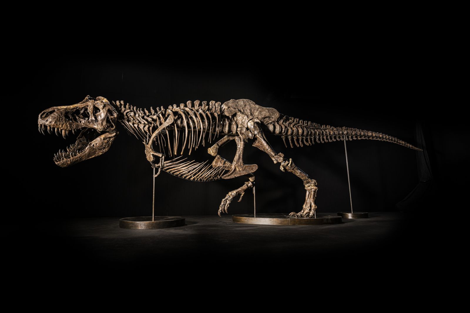 Are dinosaur bones relics or accessories? Here’s what you need to know ...