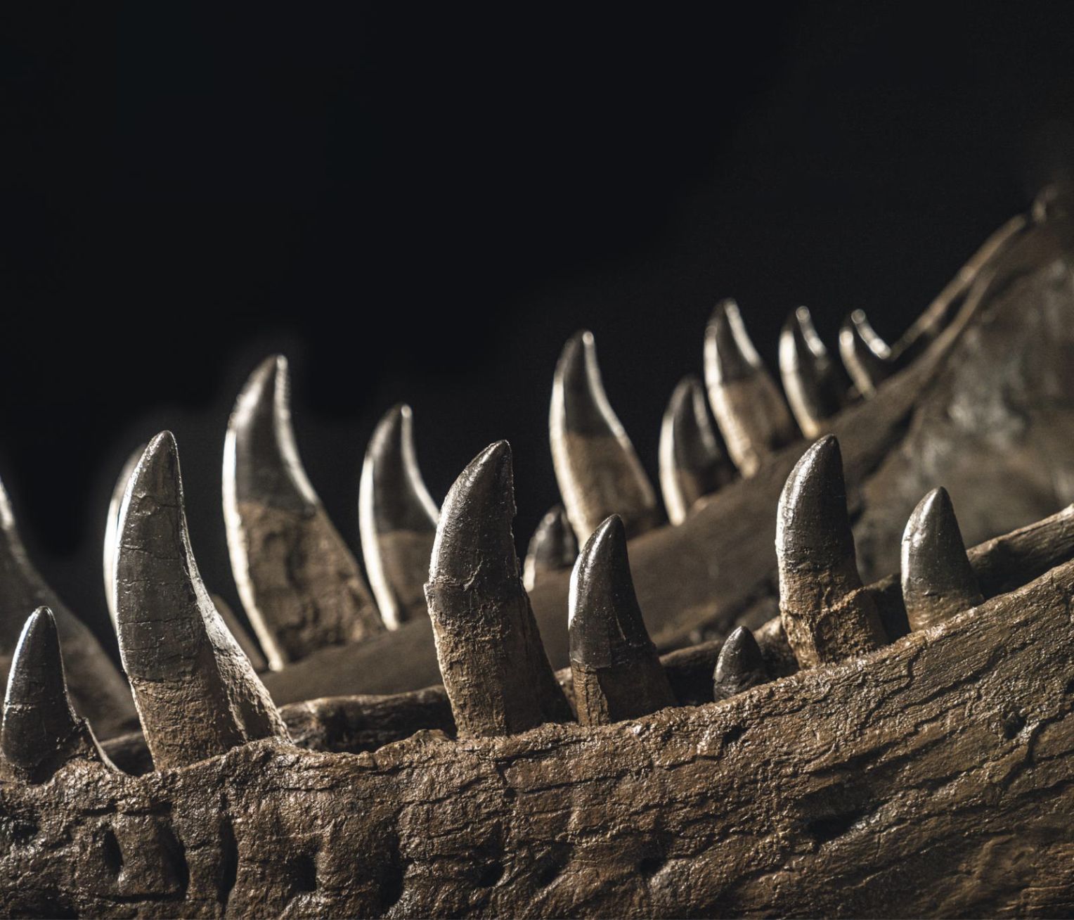Are dinosaur bones relics or accessories? Here’s what you need to know ...