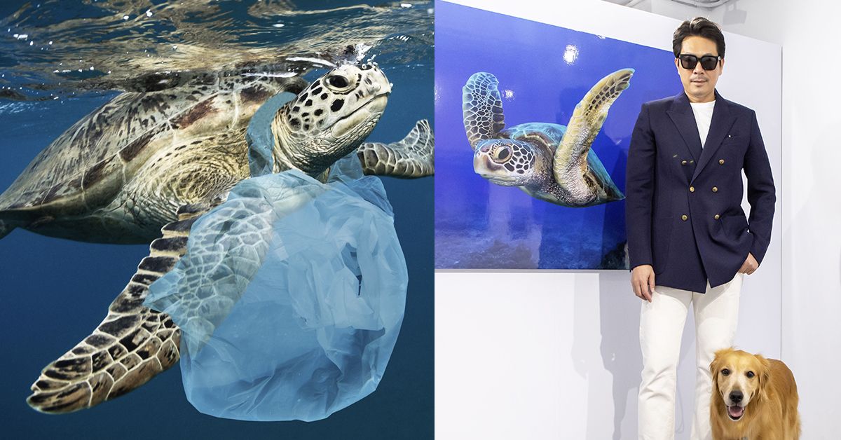 水下小海龜殘缺身型怎麼了？全球百大水下攝影師Yorko Summer 一揭真相 | Tatler Asia