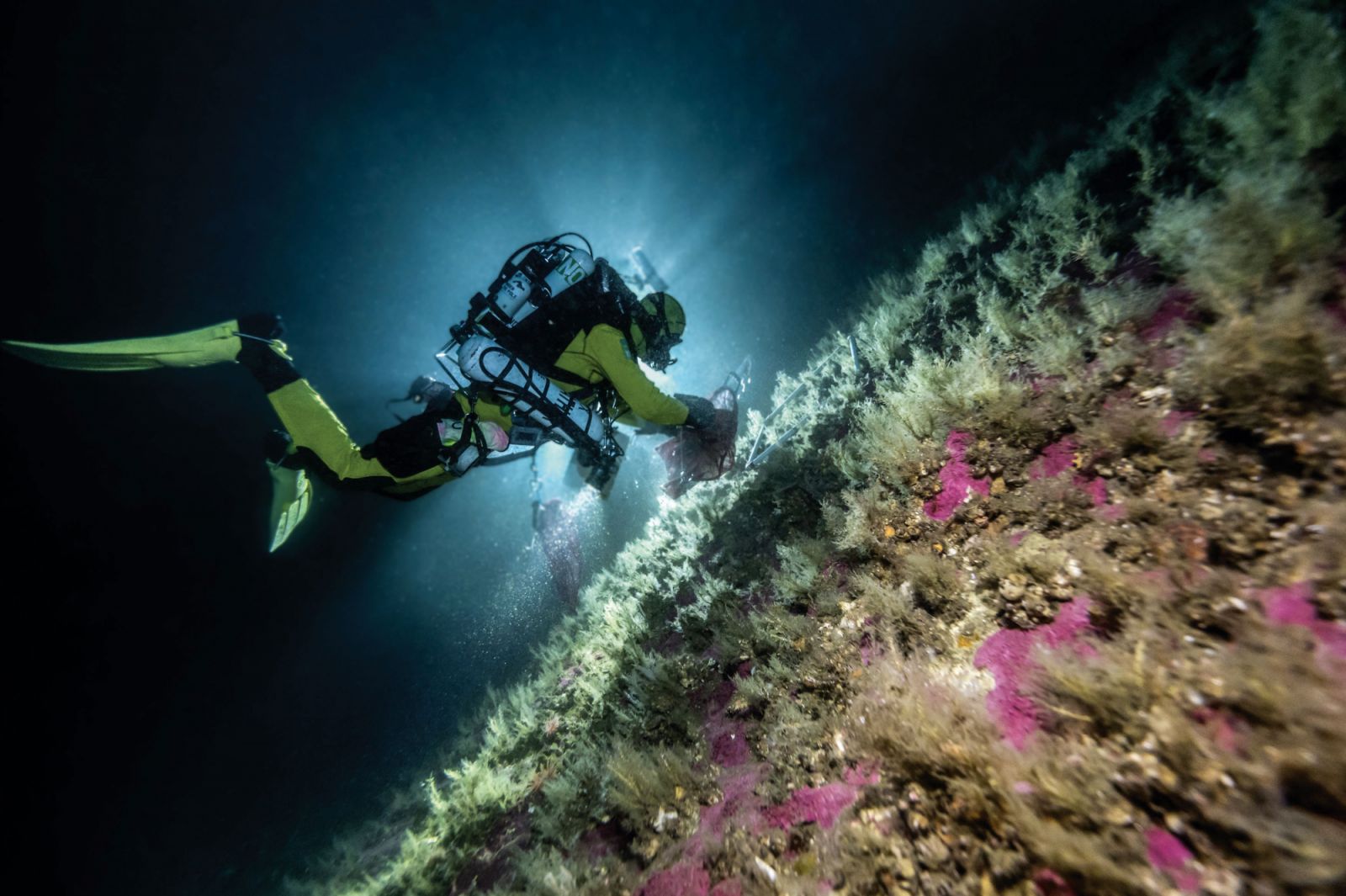 The discovery of the first marine animal forest in the Arctic | Tatler Asia
