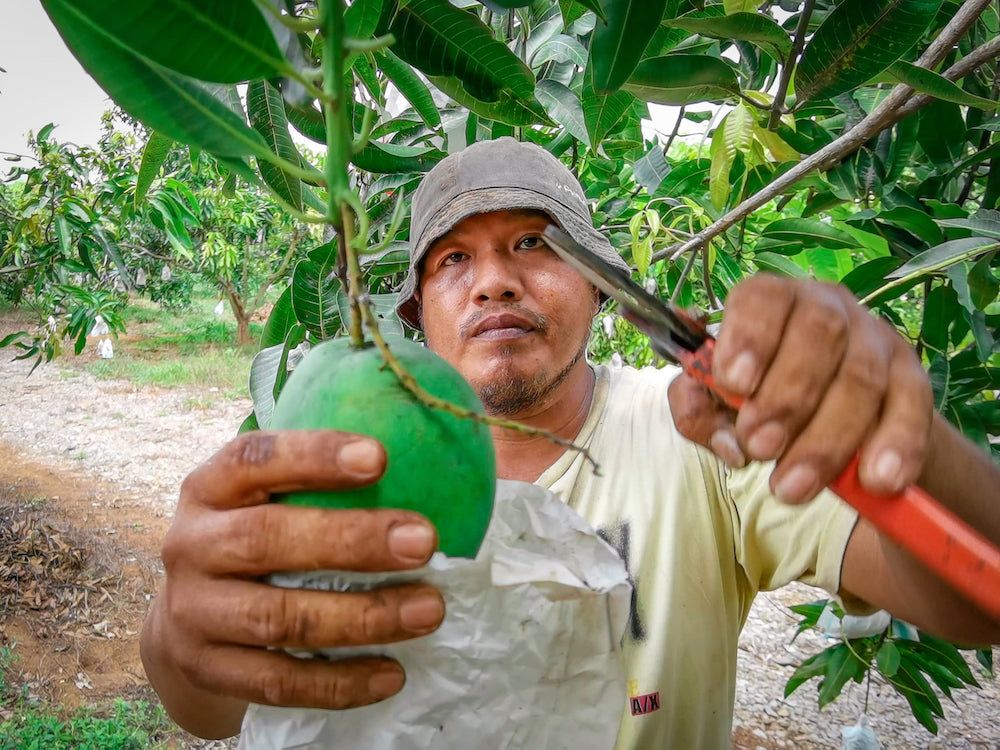 6 things you might not know about Harumanis mangoes | Tatler Asia