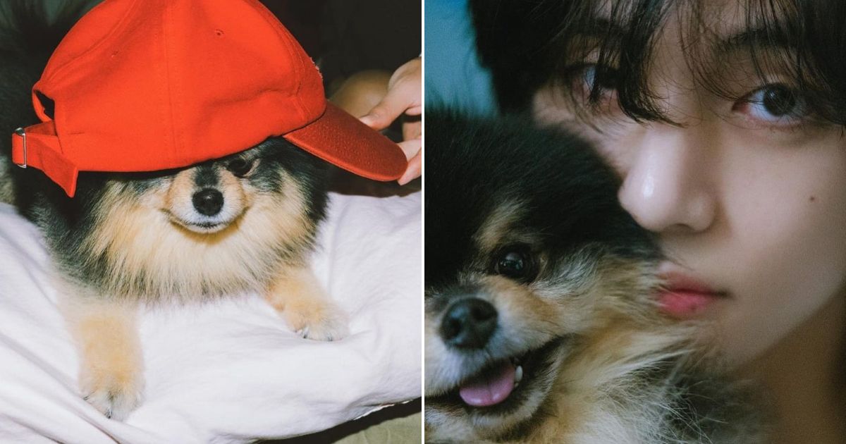 【國際狗狗日】 Blackpink所有成員均是狗奴？BTS的V將MV獻給愛犬？誰的狗曾贏得康城大奬？細數名人癡心狗主 | Tatler Asia