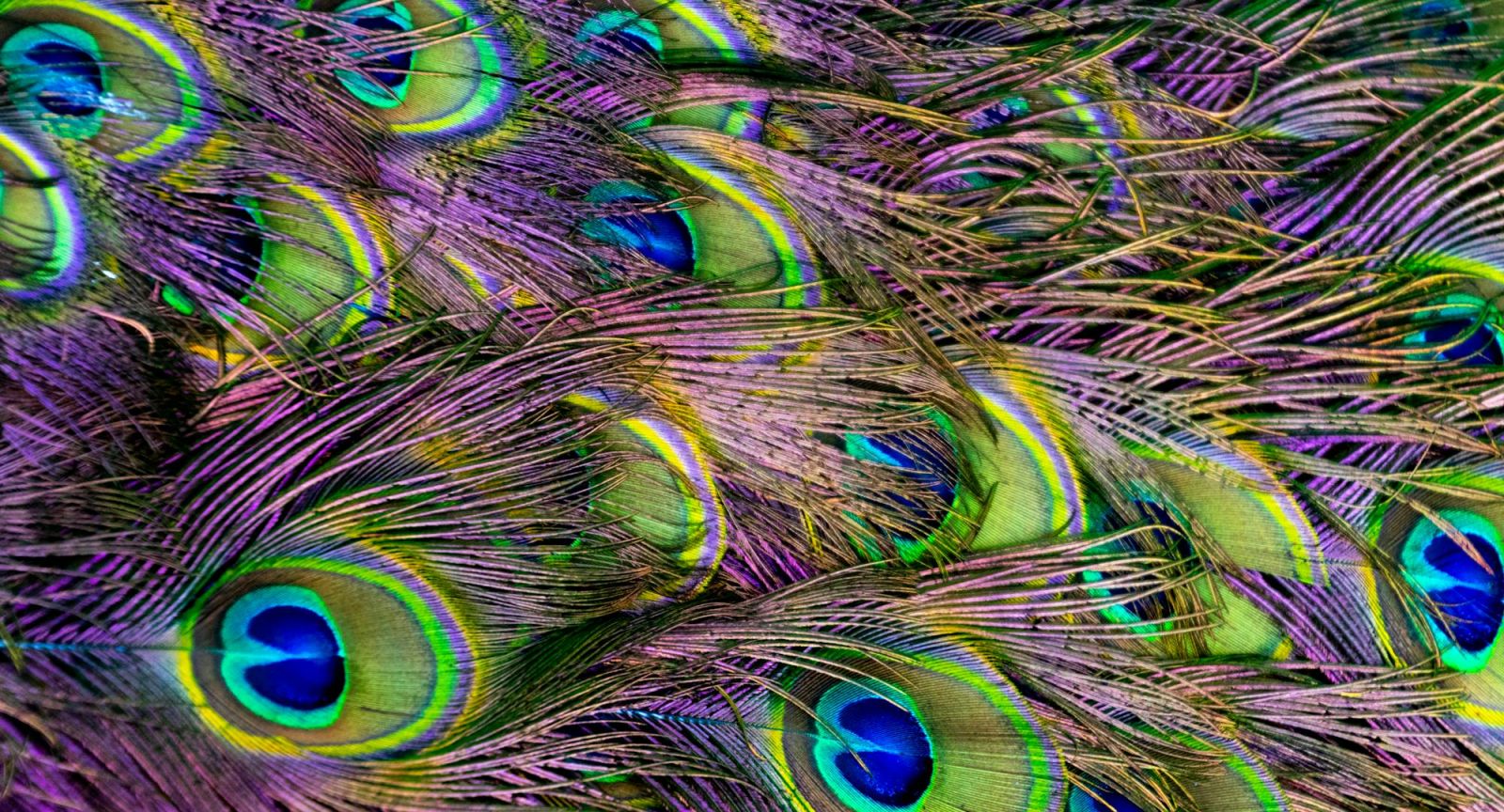 Shining a light on tradition: 7 key symbolisms of Deepavali | Tatler Asia